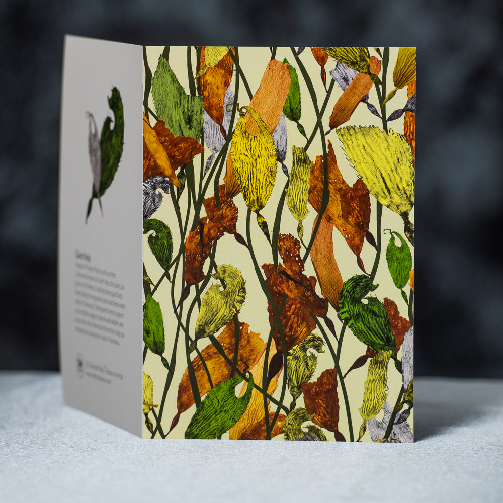 Deborah Wace Giant Kelp - Greeting Card – Tasmanian Gourmet Online
