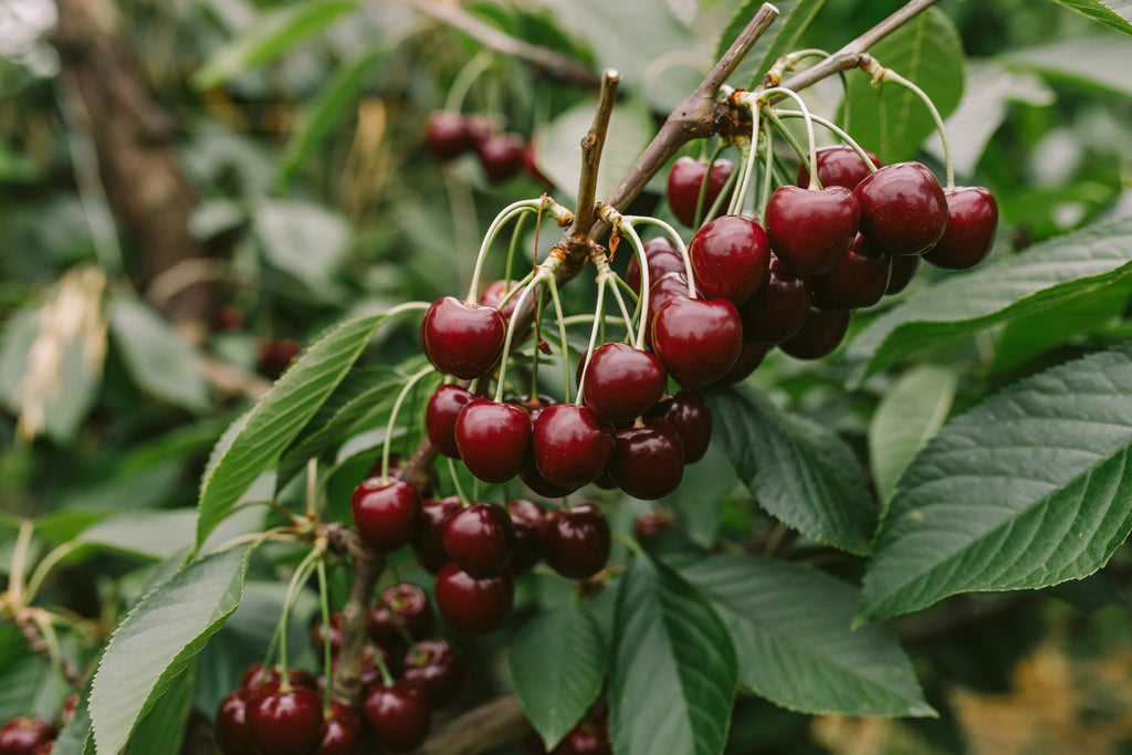 Tasmanian Cherries - Extra Large (32-34mm) – Tasmanian Gourmet Online