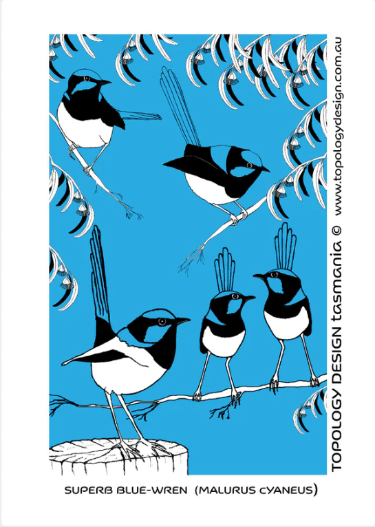Superb Fairy - Wren Tea Towel – Tasmanian Gourmet Online